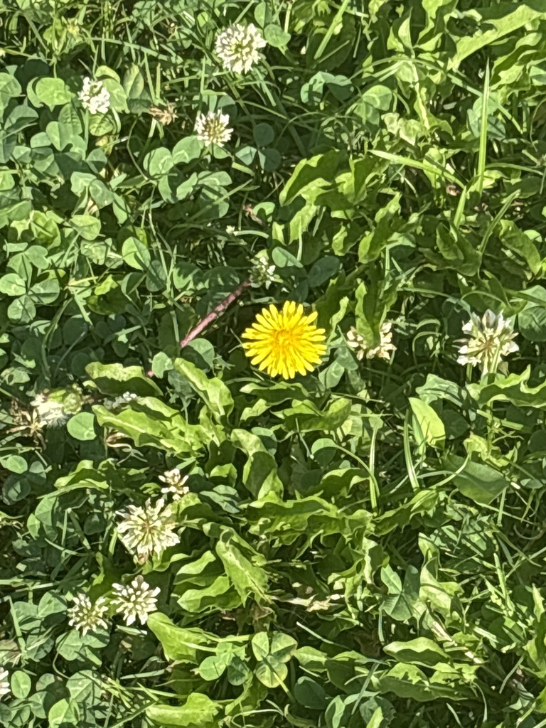 common dandelion from Bank St, Lake Charles, LA, US on May 14, 2025 at ...