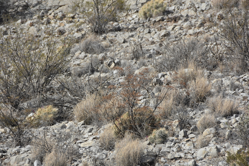 strawberry hedgehog cactus from Brewster County, TX, USA on April 25 ...