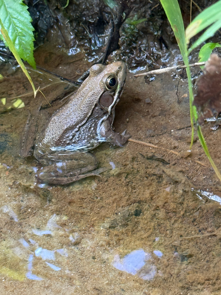 Green Frog from Irwinton Rd, Milledgeville, GA, US on May 14, 2025 at ...