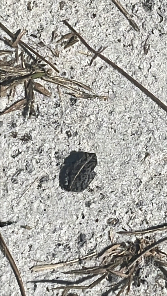 Oak Toad from Yellow Trail, Osprey, FL, US on May 14, 2025 at 11:06 AM ...