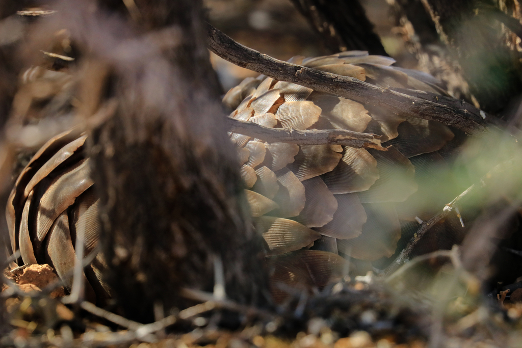 Temminck's Ground Pangolin in December 2015 by Clarissa Human · iNaturalist