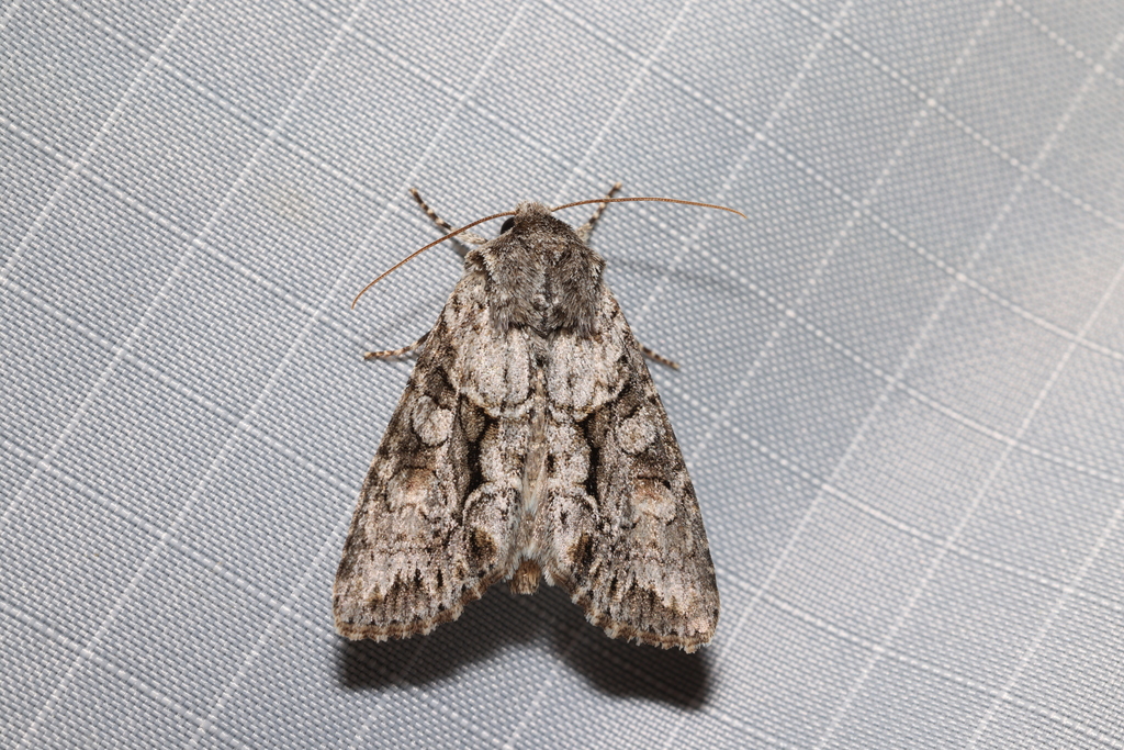 Distinct Quaker from Magog, QC, Canada on May 13, 2025 at 09:59 PM by Marc Belisle. Attracted to ...