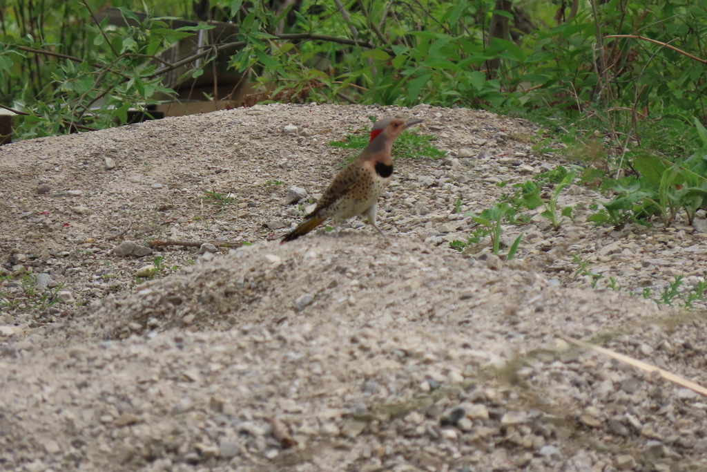 Northern Flicker from Livingston County, MI, USA on May 12, 2025 at 03: ...