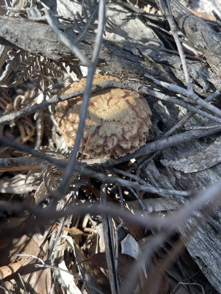 Boletellus from Mornington Peninsula National Park, Boneo, VIC, AU on ...