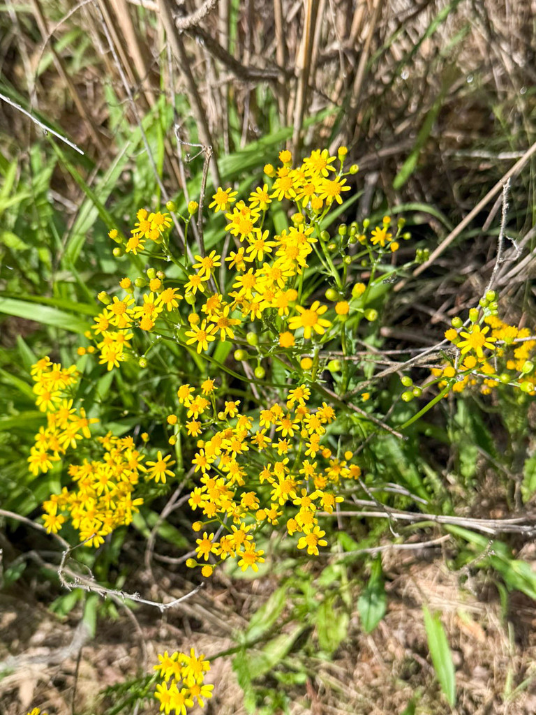 Small's ragwort from Cobb County, GA, USA on May 13, 2025 at 04:41 PM ...