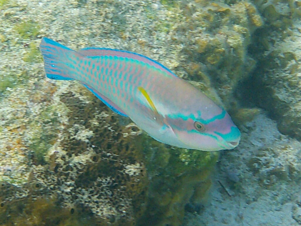Striped Parrotfish from Providenciales and West Caicos, TKCA 1ZZ, Turks ...