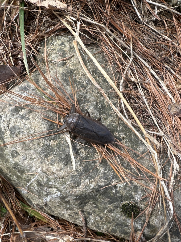 American Giant Water Bug from Green Mountain National Forest, Leicester ...