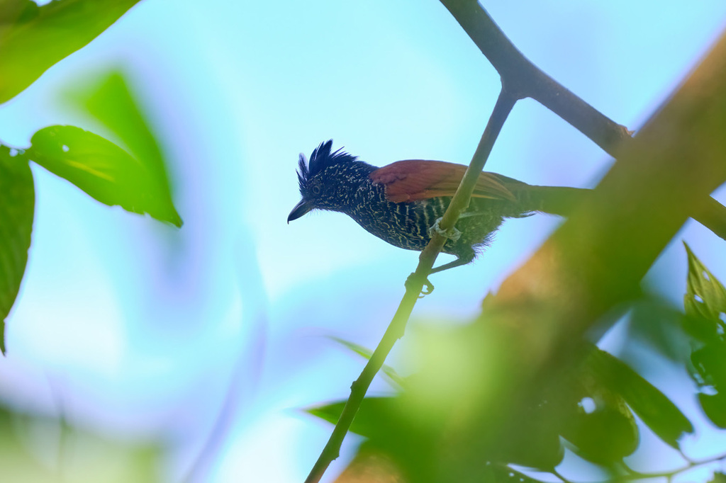 Chestnut-backed Antshrike from Chanchamayo, Perú on May 10, 2025 at 02: ...