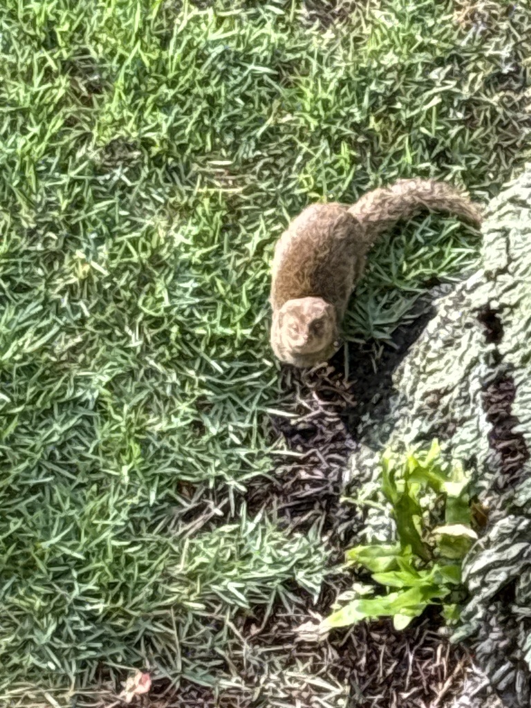 Small Indian Mongoose from Island of Hawaiʻi, Hōlualoa, HI, US on May ...