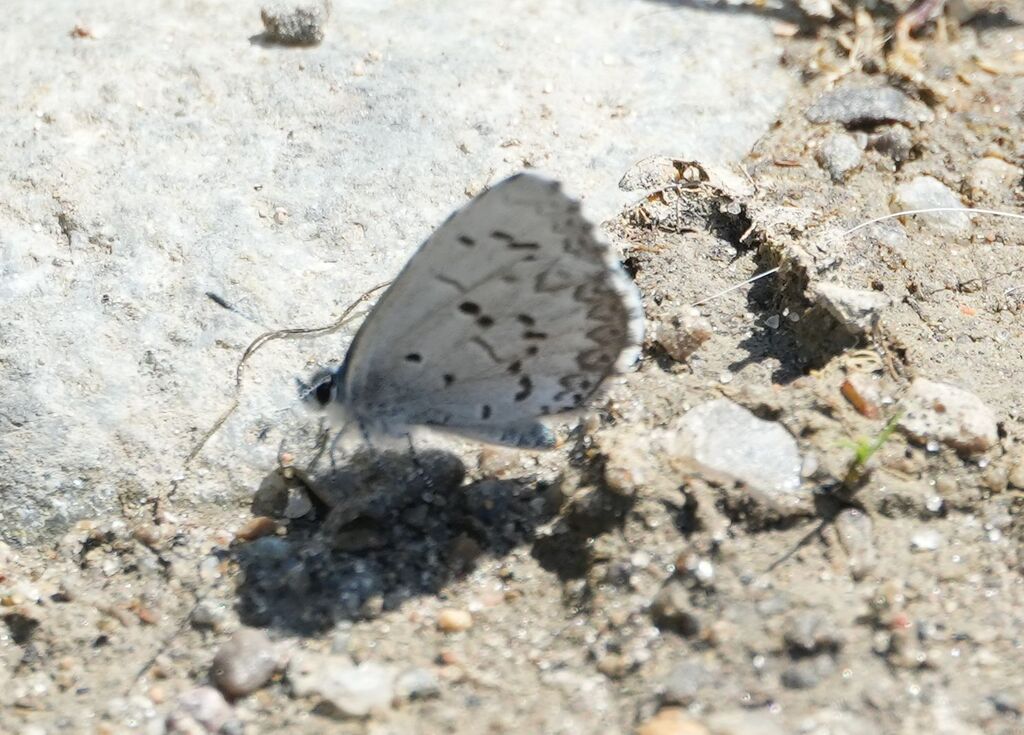 Northern Azure from Leeds and Grenville United Counties, ON, Canada on ...