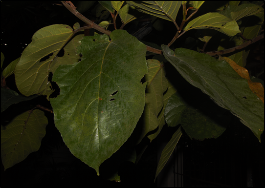 tibig (Ficus nota) - Botanical Realm
