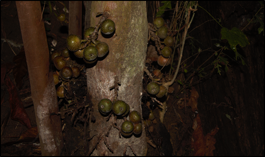 tibig (Ficus nota) - Botanical Realm