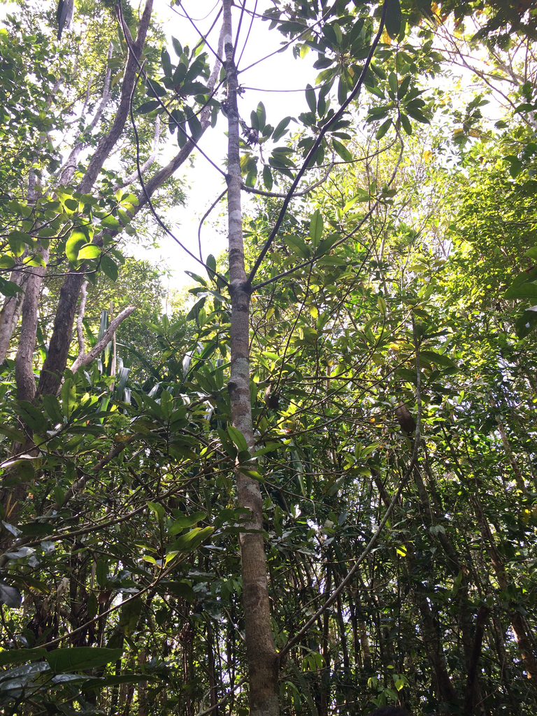 Amaroria soulameoides from Ba, FJ-W, FJ on September 29, 2016 at 10:16 ...