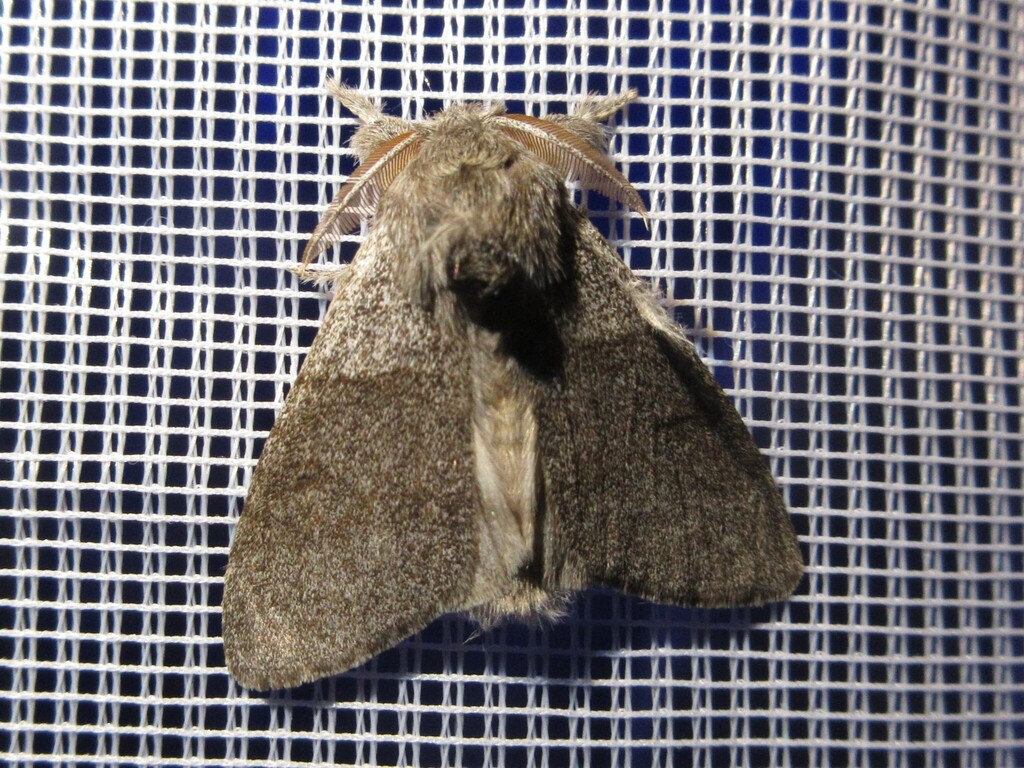 Pale Tussock Moth from Weitmannsee, 86438 Kissing, Deutschland on May 2 ...