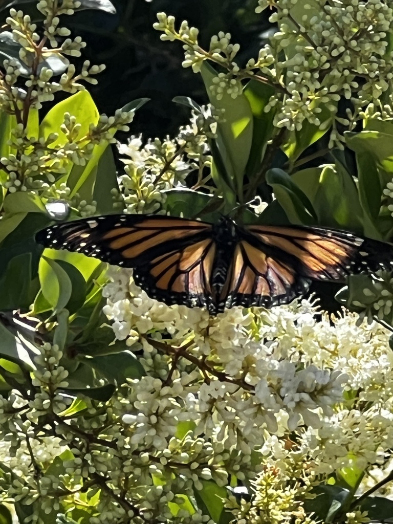 Monarch from Stark St, Riverside, CA, US on May 14, 2025 at 01:19 PM by ...