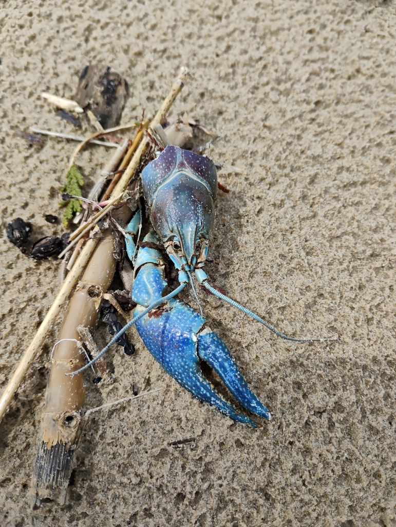 Rusty Crayfish from Bruce County, ON, Canada on May 03, 2025 at 02:24 ...