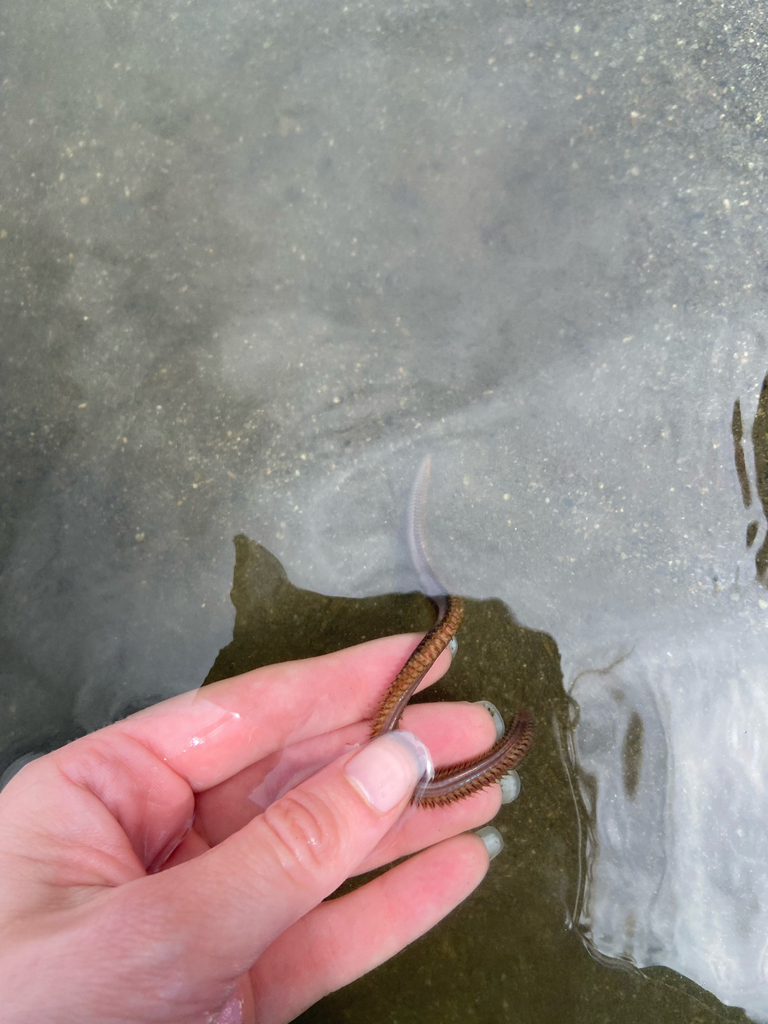 Nephthys's Sand-worms from Esquimalt, BC, CA on May 14, 2025 at 01:32 ...