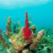 Scattered Pore Rope Sponge (Amphimedon nodosa) · iNaturalist
