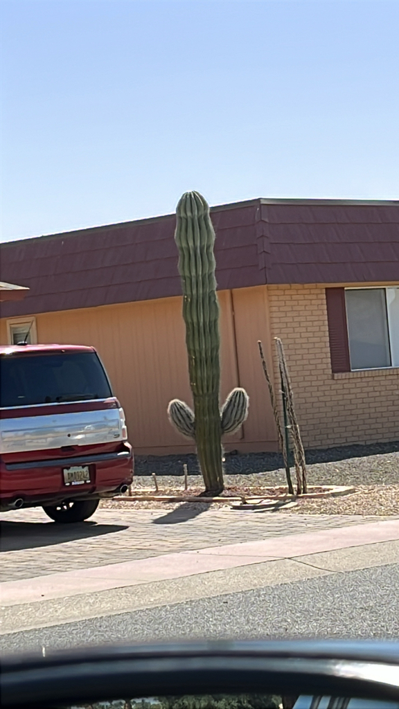 Mexican Giant Cactus from W Desert Rock Dr, Sun City, AZ, US on May 14 ...