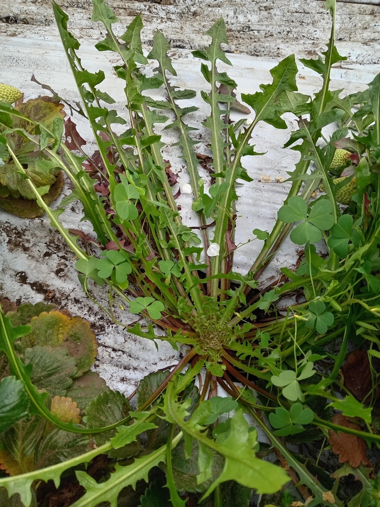 Lettuce, Chicory, Dandelion and Salsify Tribe from 9272+8J, Las Mariposas, Chillán, Ñuble, Chile ...