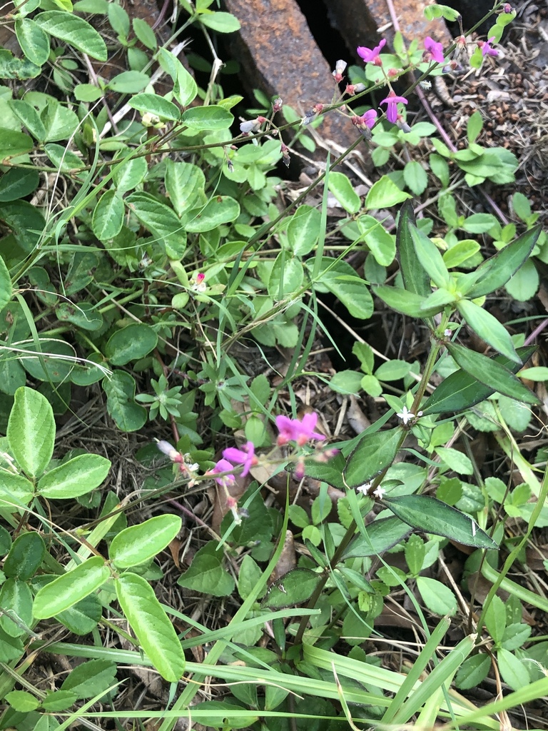 creeping tick trefoil from Sarasota High School, Sarasota, FL, US on ...