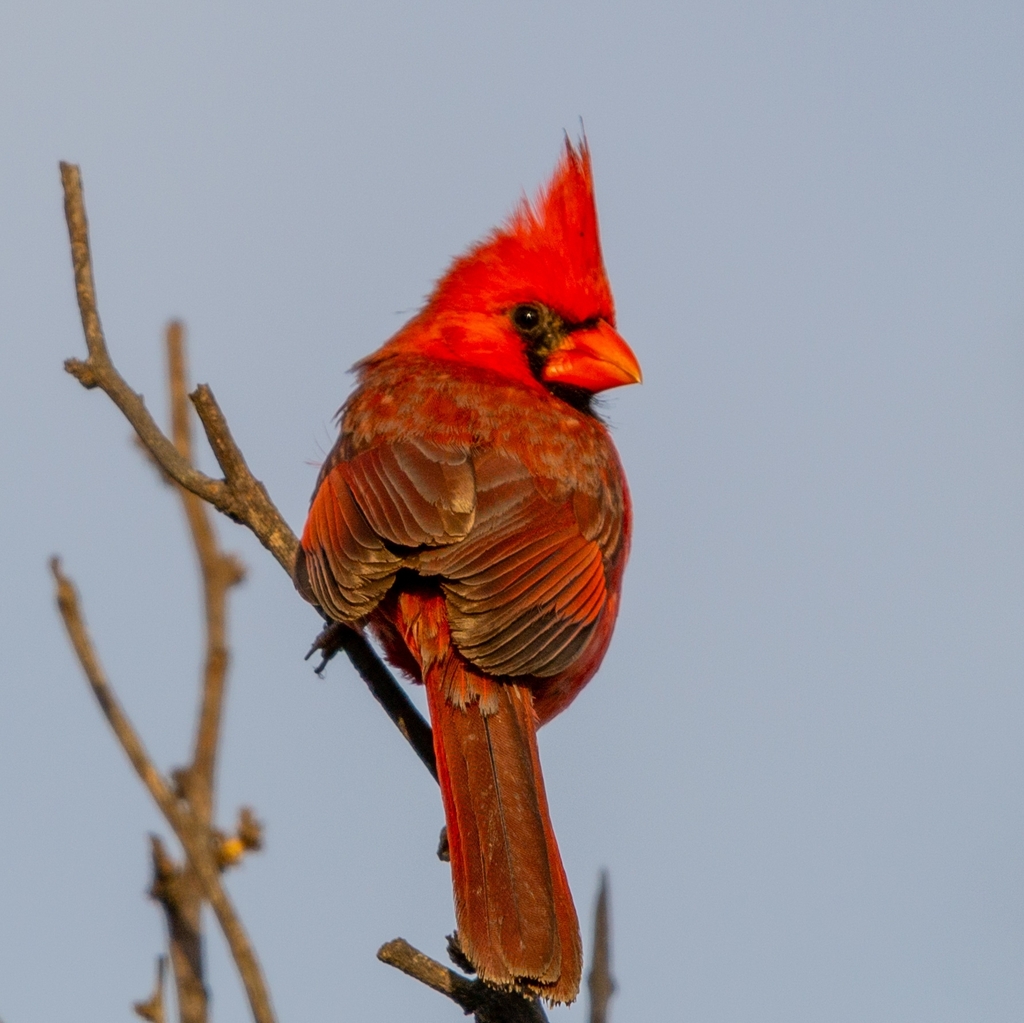 Northern Cardinal from 23205 B.C.S., México on April 26, 2025 at 06:45 ...