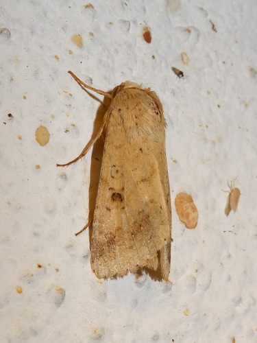 Eastern Bordered Straw (Heliothis nubigera) · iNaturalist