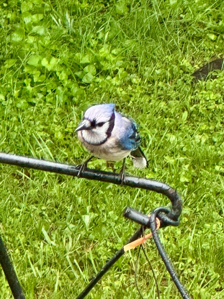 Blue Jay from Bevan Dr, Fairfax, VA, US on May 14, 2025 at 08:54 AM by ...