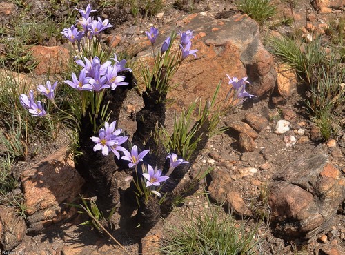 Género Xerophyta · Naturalista Costa Rica