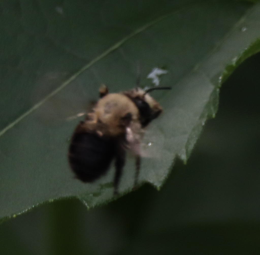 Abrupt Digger Bee from College Park, MD 20742, USA on May 14, 2025 at ...