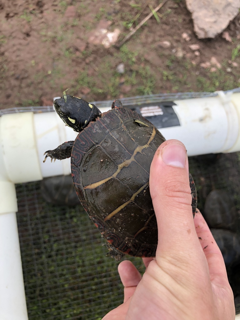 Eastern Painted Turtle from Gettysburg College, Gettysburg, PA, US on ...