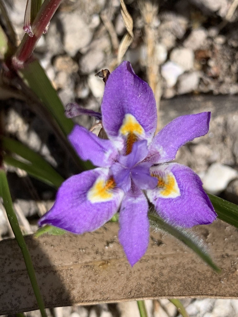Paper Glasstulp (Moraea setifolia) - Botanical Realm