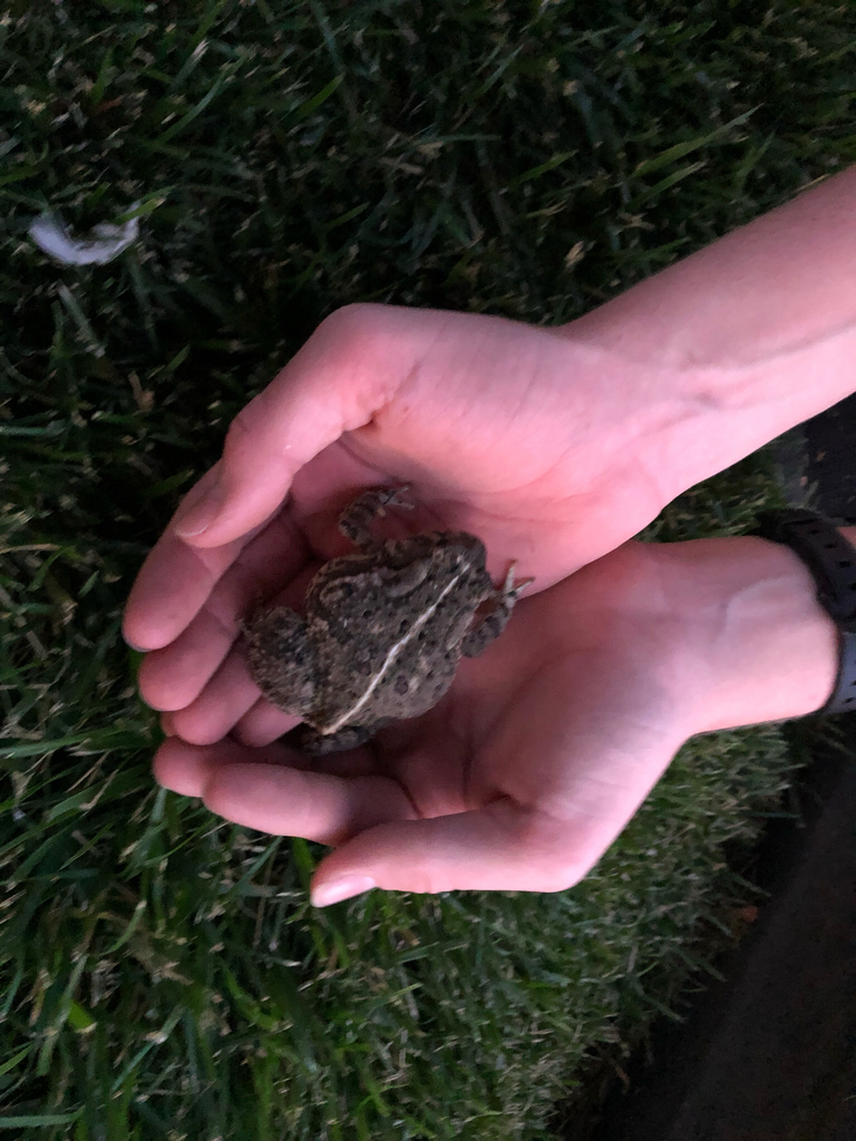 Woodhouse's Toad from Bird City on July 25, 2019 by rob14erguy ...