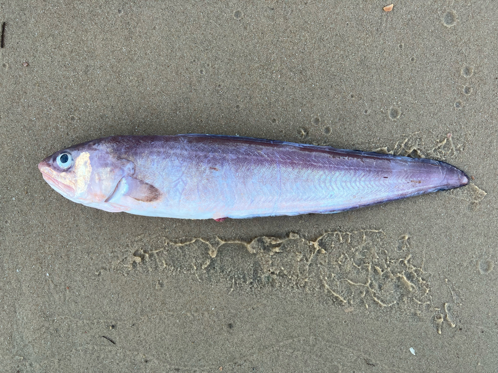 Island Cusk-eel (Ophidion zavalai) - Marine Life Identification