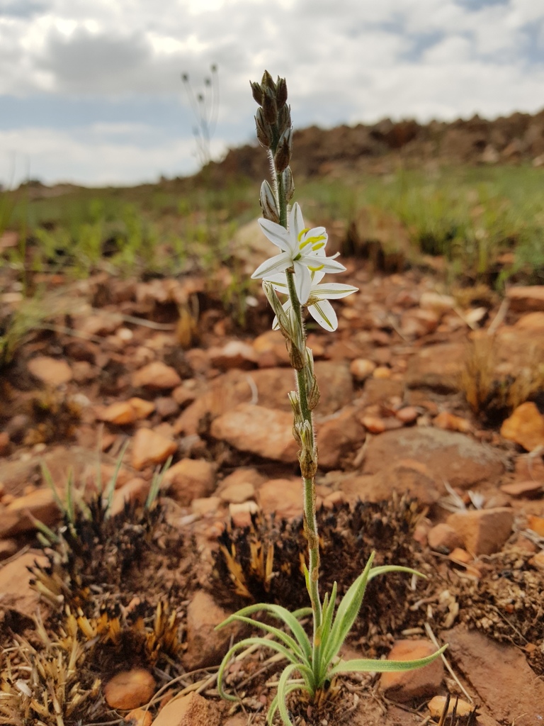 Chlorophytum transvaalense from Roodekranz ridge area on October 04 ...