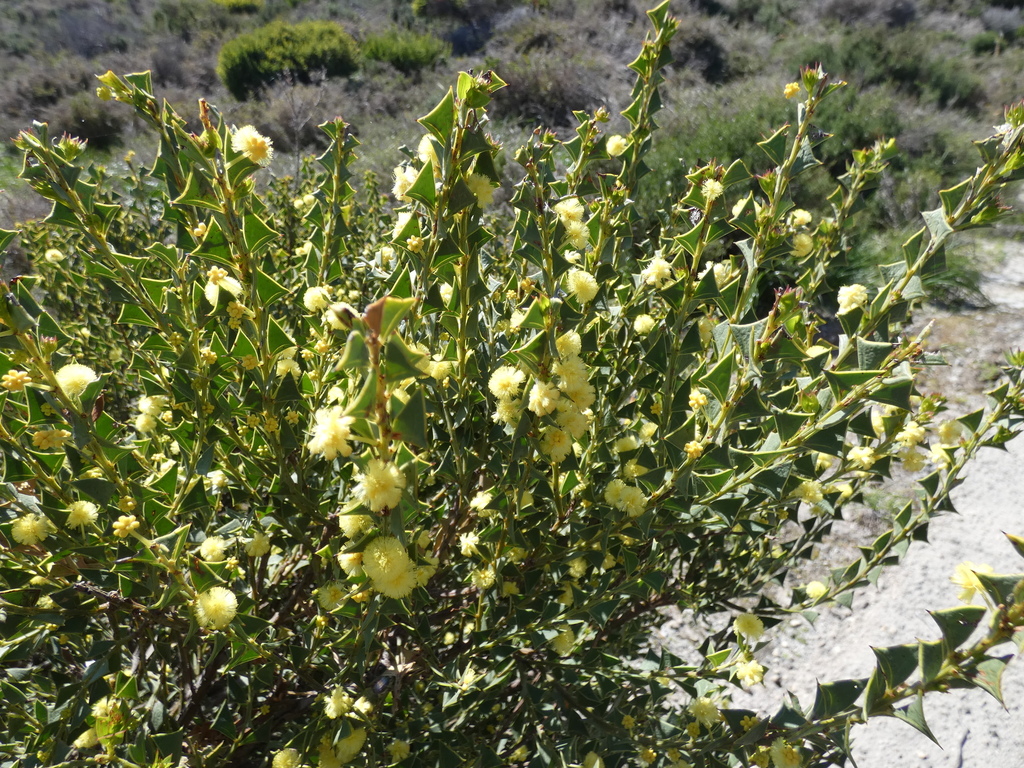 Angle Leaved Wattle (Acacia truncata) - Botanical Realm