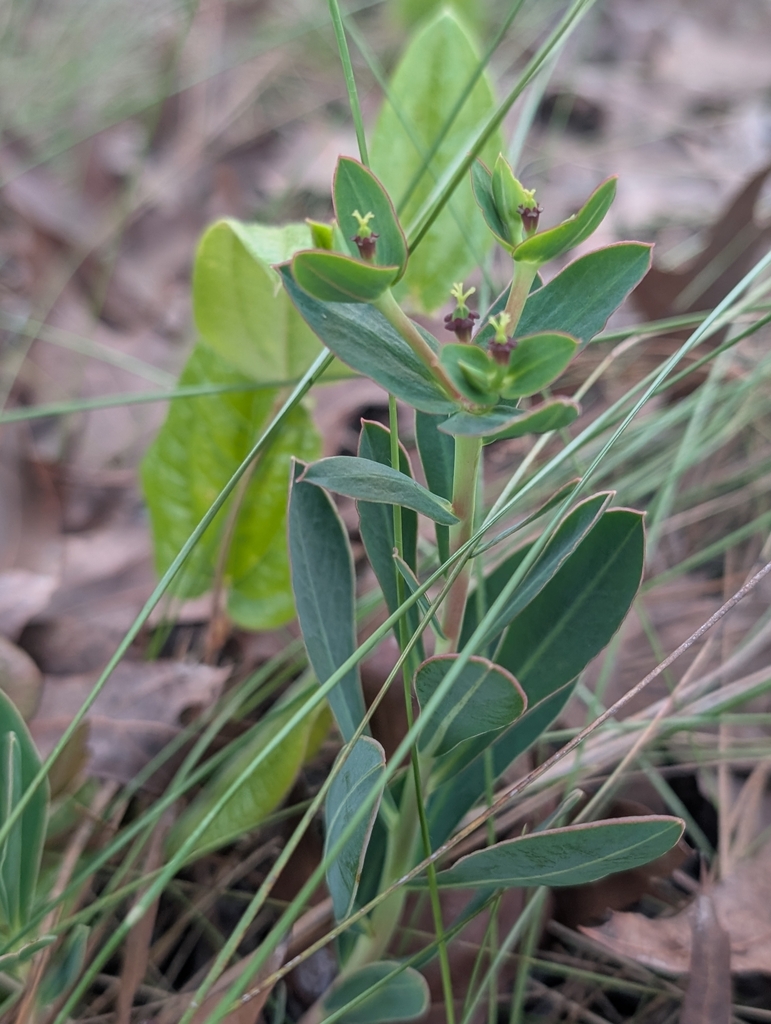 telephus spurge in May 2025 by Scott Allen Davis · iNaturalist