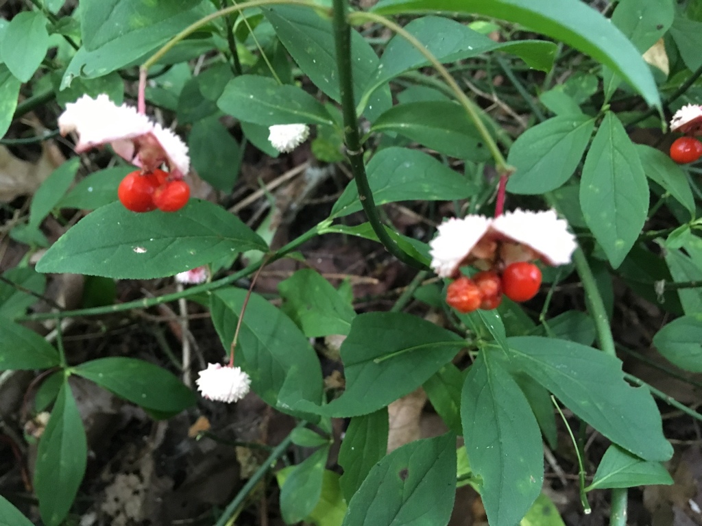 Running Strawberry-bush from Benton Harbor, MI, US on September 6, 2019 ...
