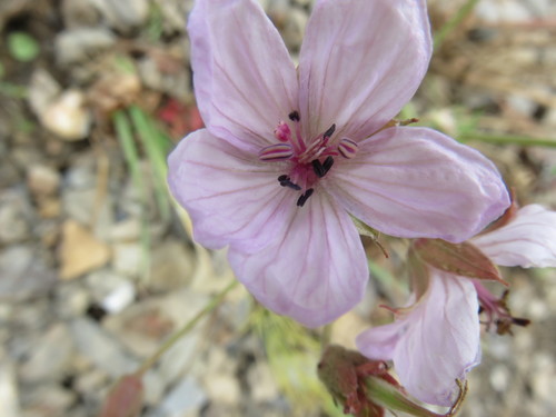 Sticky Geranium (Variety Geranium viscosissimum nervosum) · iNaturalist