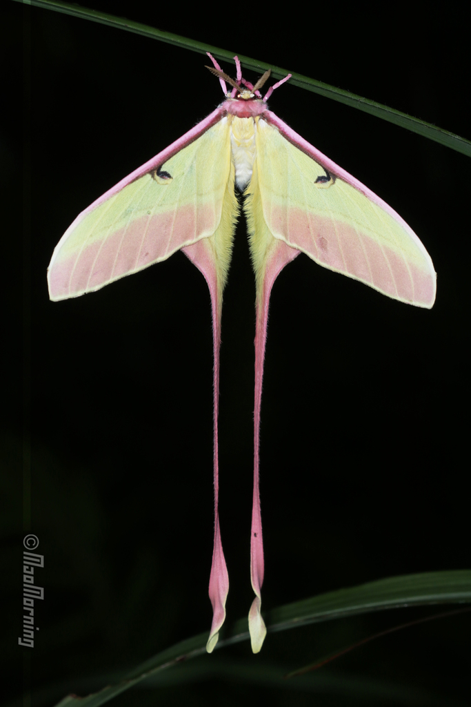 Chinese Moon Moth from 中國廣東省清遠市陽山縣 on August 16, 2019 at 10:27 PM by ...