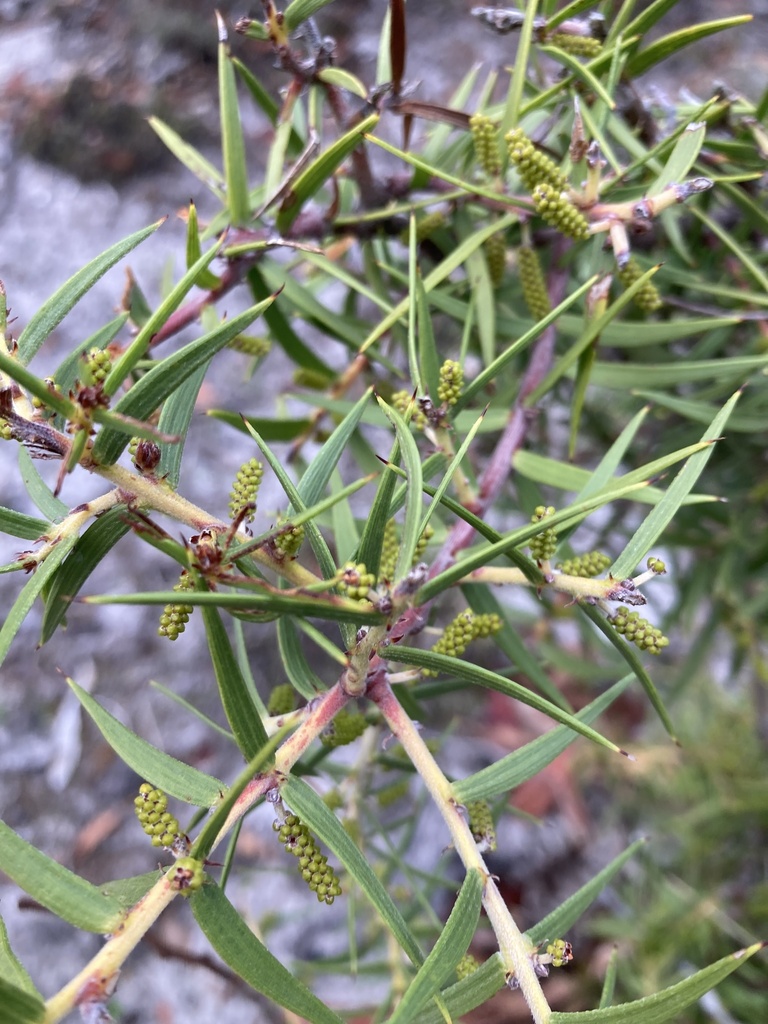 Spike Wattle from Honan, Wandilo, SA, AU on May 15, 2025 at 11:53 AM by ...