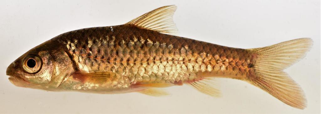 Enteromius argenteus from Ehlanzeni, South Africa on September 5, 2019 ...
