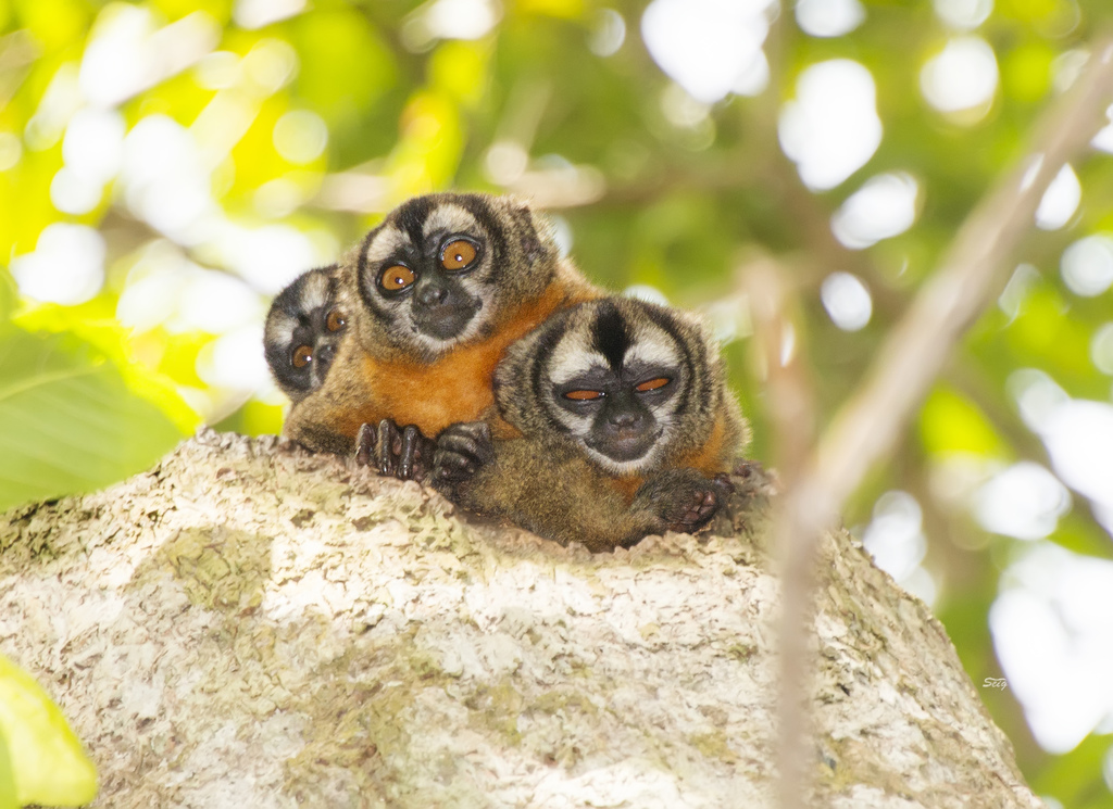 Night Monkeys (Aotus) - Know Your Mammals