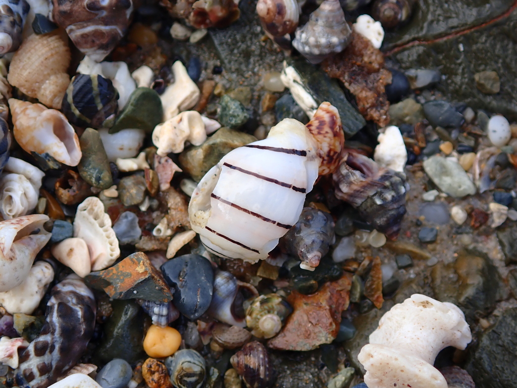 Pink Bubble Snail from Diggers Camp NSW 2462, Australia on May 13, 2025 ...