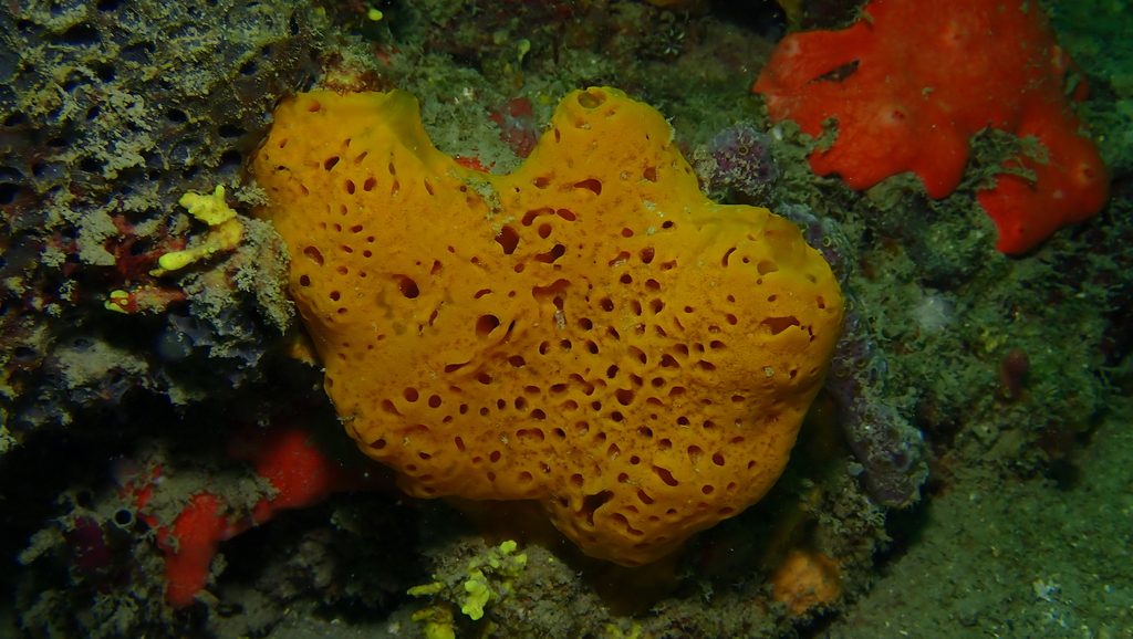 Lissodendoryx colombiensis from Bocas del Toro, Bocas del Toro Province ...