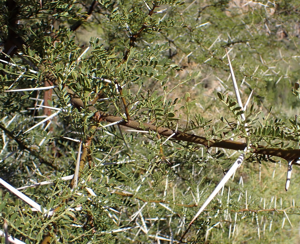 Sweet Thorn from Kammanassie North, Garden Route District Municipality ...