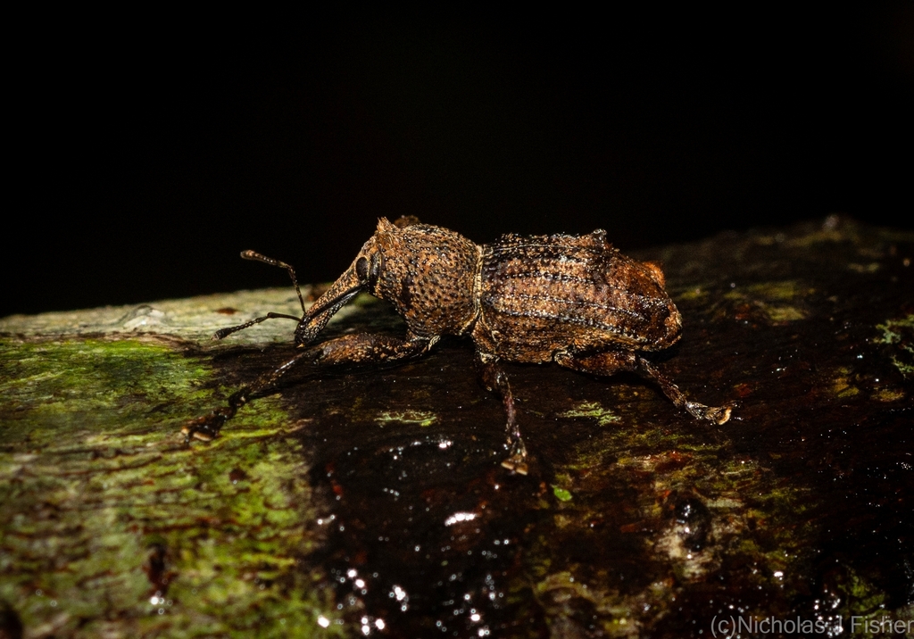 Elephant Weevil from Tamborine Mountain QLD 4272, Australia on May 12 ...