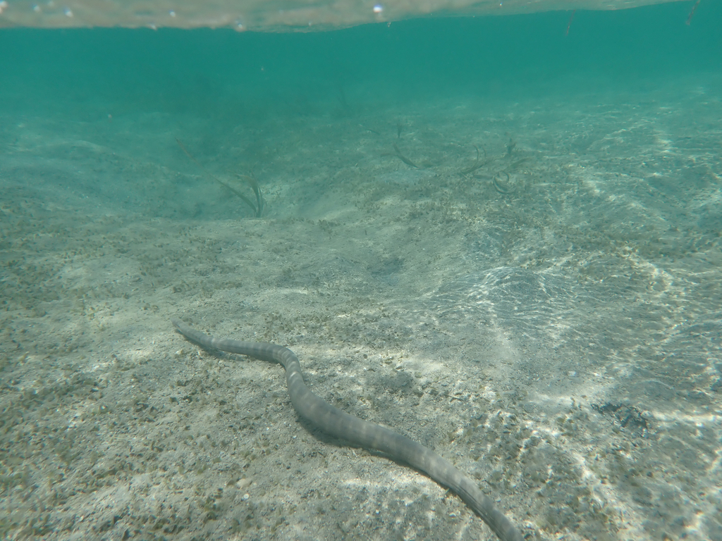 Little File Snake from Calabarzon, PH on March 23, 2025 at 11:15 AM by ...