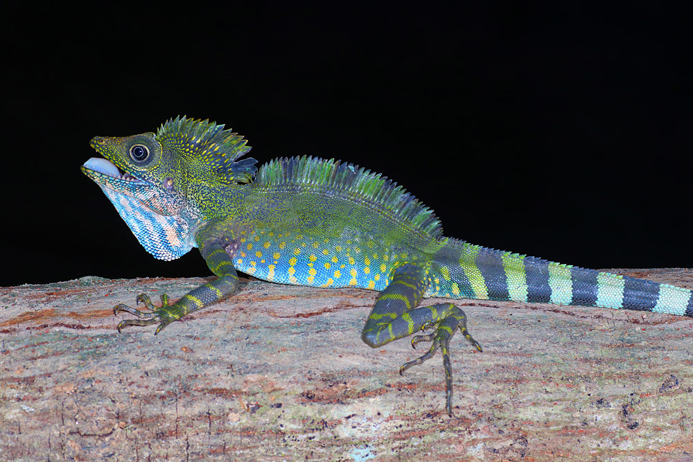 Malayan Crested Lizard from 马来西亚彭亨 on January 17, 2020 at 02:09 AM by ...