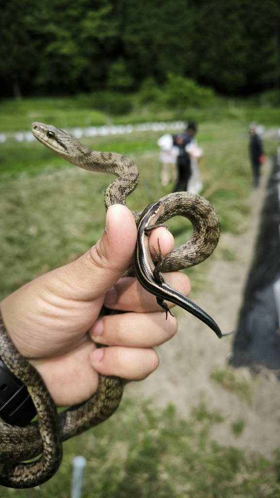 Japanese Skink from 133 Konosaka, Tanbasasayama-shi, Hyogo 669-2124 ...